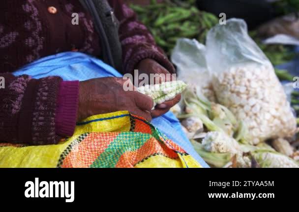 side on view of a peruvian woman taking giant corn kernels of the cob ...