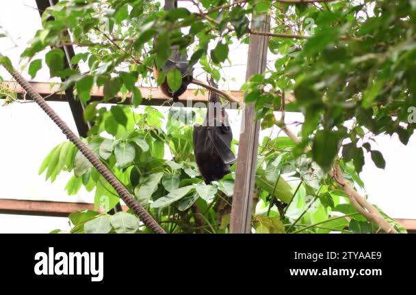 Indian flying fox bats sleeping on the roof - Pteropus giganteus Stock ...