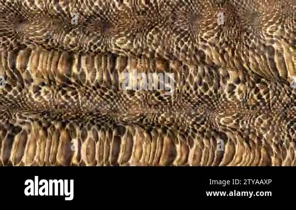 Snake movement Stock Videos & Footage - HD and 4K Video Clips - Alamy