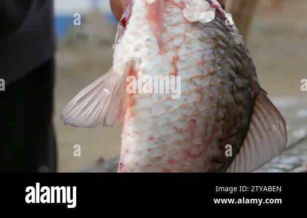 Freshwater fish with big scales Stock Videos & Footage - HD and 4K ...