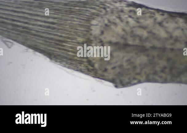 Fish embryology Stock Videos & Footage - HD and 4K Video Clips - Alamy
