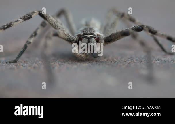 Spider grooming Stock Videos & Footage - HD and 4K Video Clips - Alamy