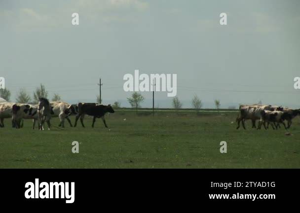 Horse cross Stock Videos & Footage - HD and 4K Video Clips - Alamy