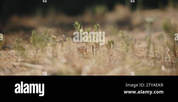 Close up of green weeds growing from the dried ground. SHALLOW DOF ...