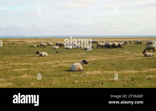 Sheep walking in salt marsh around Mont Saint-Michel Stock Video ...