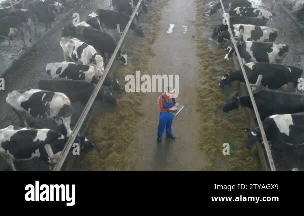 Male farmer checks cows and types on a laptop, top view Stock Video ...