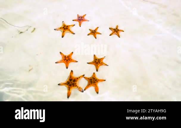 Coconut on the hand on summer holidays on the Phu Quoc island with ...