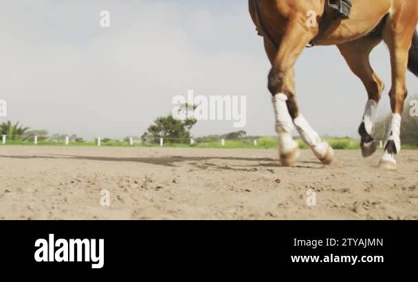 Low angle side view of a smartly dressed African American man riding a Dressage chestnut horse ...