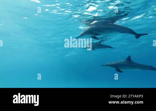 Slow motion, a pod of dolphins swim under surface of the blue water ...