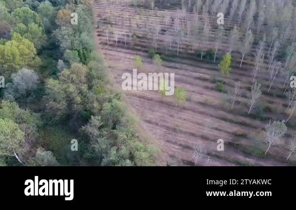 Border of a forest Stock Videos & Footage - HD and 4K Video Clips - Alamy
