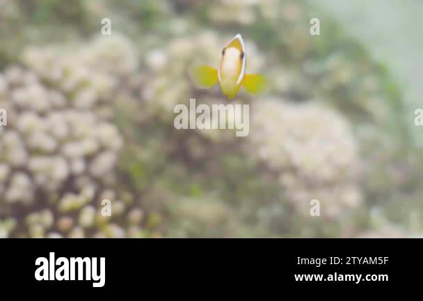 Exotic fish swimming over coral reef on seabed underwater view.Close up ...