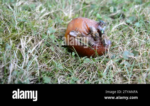 Rotten plum Stock Videos & Footage - HD and 4K Video Clips - Alamy