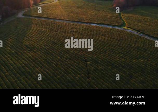 Aerial photo of the drone. Tea plantations from a bird s-eye view ...