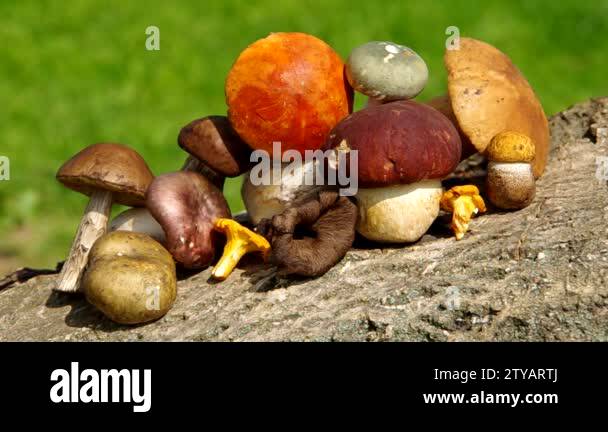 Fungus types Stock Videos & Footage - HD and 4K Video Clips - Alamy