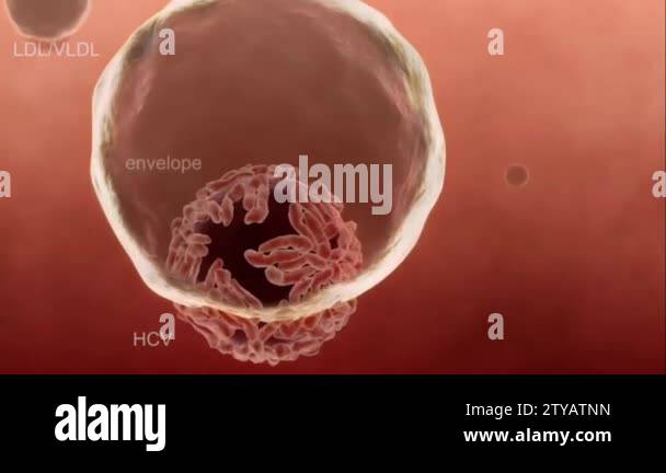 HCV is a single strand RNA virus. After the viral genome enters the ...