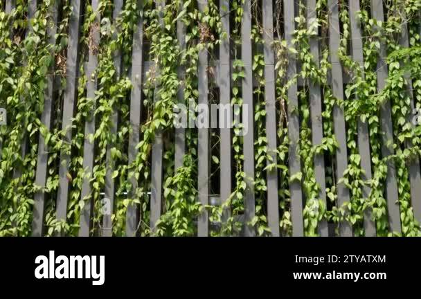 Wooden fence braided view Stock Videos & Footage - HD and 4K Video ...