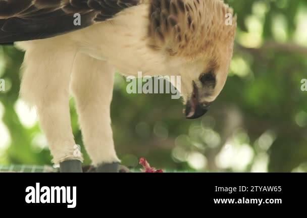 Predatory bird snake eagle eating fresh meat sitting on cage top. Close ...