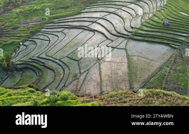 Green rice terrace and agricultural land with crops. farmland with rice ...
