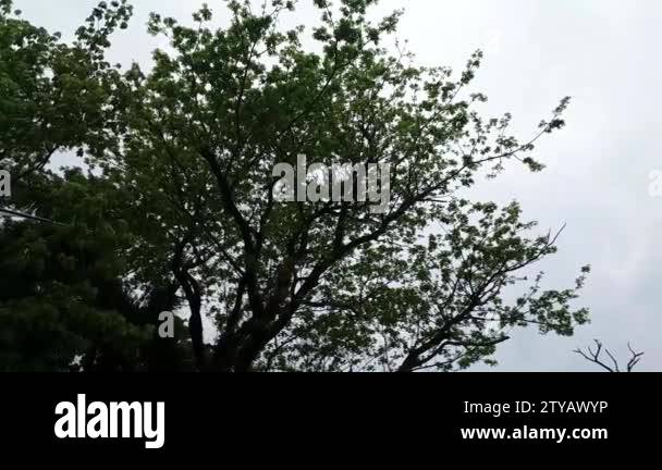 Monsoon tree Stock Videos & Footage - HD and 4K Video Clips - Alamy