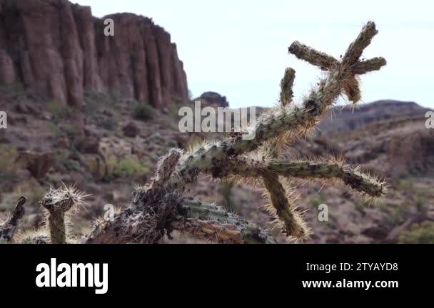 Arizona cacti. Teddy bear cholla (Cylindropuntia). Different types of ...