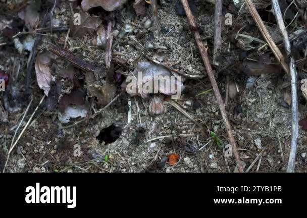 Construction ant Stock Videos & Footage - HD and 4K Video Clips - Alamy