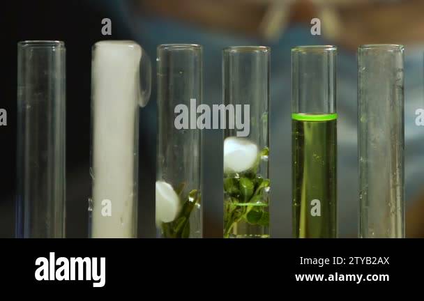 Lab expert dripping liquid into test tubes with plant sample, natural ...