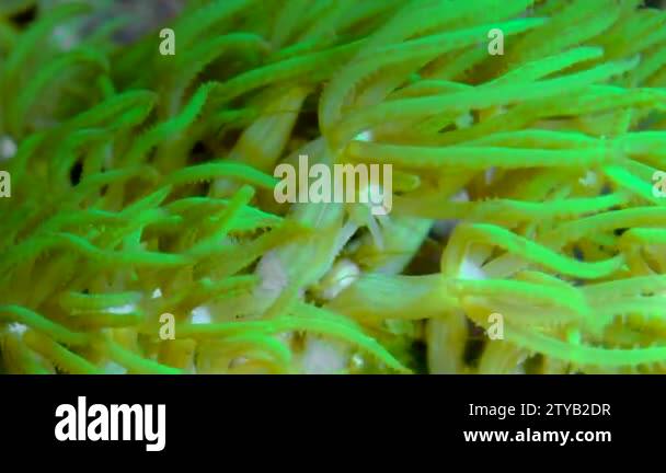 Starburst polyps Stock Videos & Footage - HD and 4K Video Clips - Alamy