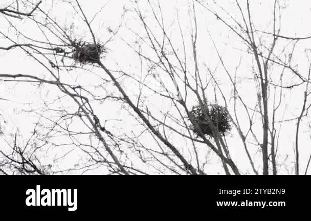 Two raven twig nests at the top of the maple tree in early sprin Stock ...