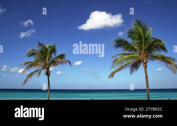 Beachfront trees Stock Videos & Footage - HD and 4K Video Clips - Alamy