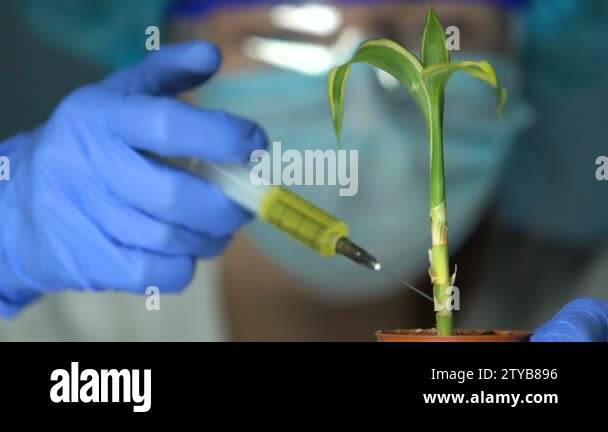Test plant Stock Videos & Footage - HD and 4K Video Clips - Alamy