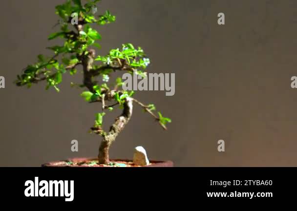 Green potted tree growing Stock Videos & Footage - HD and 4K Video ...