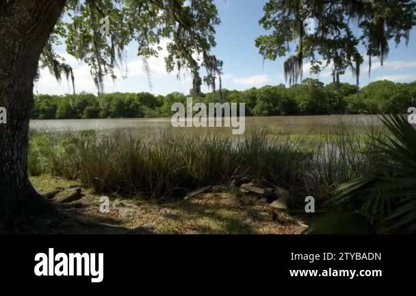 Green bayou trees Stock Videos & Footage - HD and 4K Video Clips - Alamy