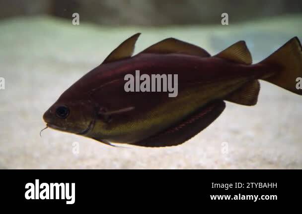 Cod fish - Gadus morhua. Underwater shot of atlantic cod swimming and ...