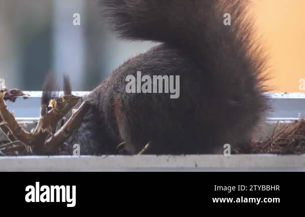 Grey squirrel tree tree damage Stock Videos & Footage - HD and 4K Video ...