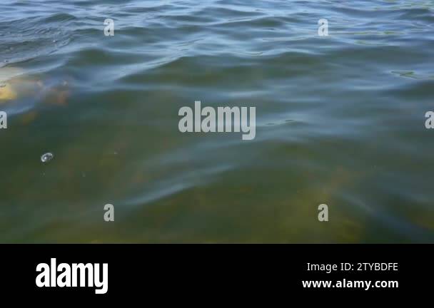 Water refraction light Stock Videos & Footage - HD and 4K Video Clips ...