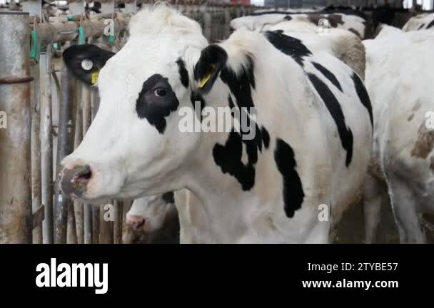 Cow farm. Modern barn. Cow on vacation Stock Video Footage - Alamy