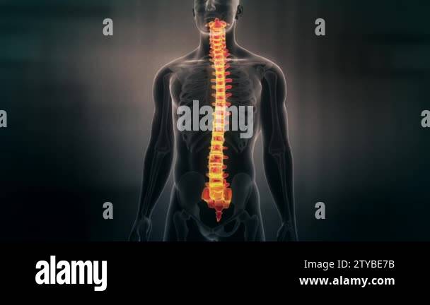 Human Anatomy animation showing the male spinal cord. Skeletal system ...