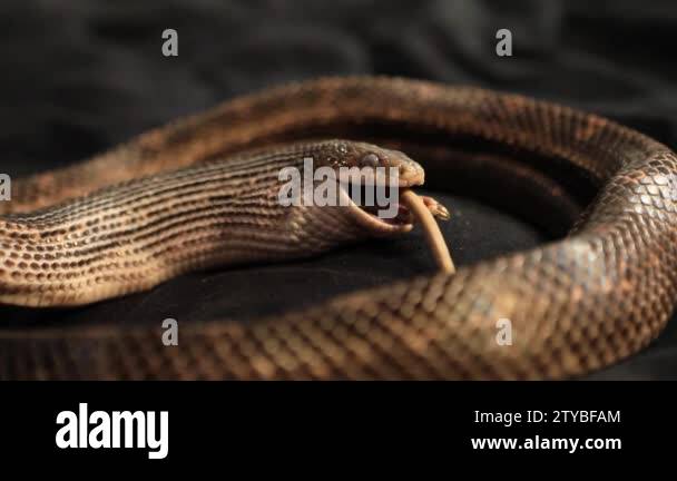 rat snake with rat prey between its jaws Stock Video Footage - Alamy