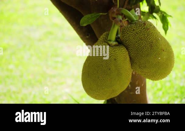 Jackfruits tree Stock Videos & Footage - HD and 4K Video Clips - Alamy