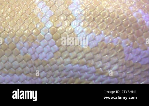 Burmese albino python Stock Videos & Footage - HD and 4K Video Clips ...