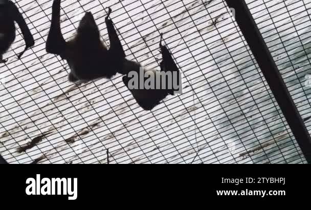 Grey-headed flying fox bat hanging upside down and eating banana. BMPCC ...
