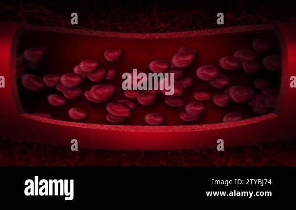 Human circulatory system. 3D loop animation of human blood vessel with ...