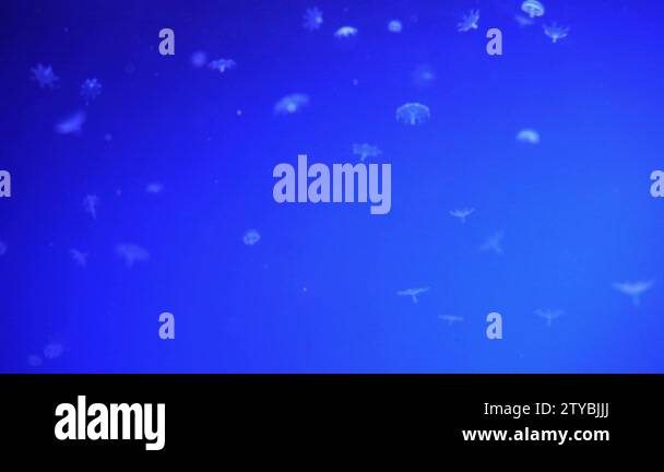 Plankton in sea Stock Videos & Footage - HD and 4K Video Clips - Alamy