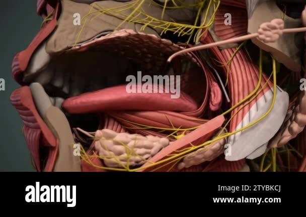 Moist tissue Stock Videos & Footage - HD and 4K Video Clips - Alamy