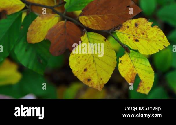 Red beech leaves larch Stock Videos & Footage - HD and 4K Video Clips ...
