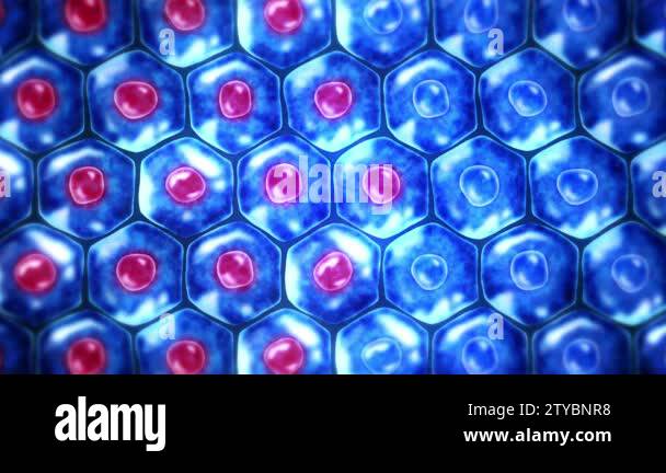 Human skin cells. Each cell with membrane. Cellular therapy. Disease ...