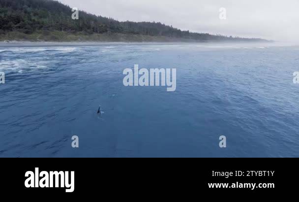 Drone footage of gray whale releasing fountain in shallow water Ruby ...
