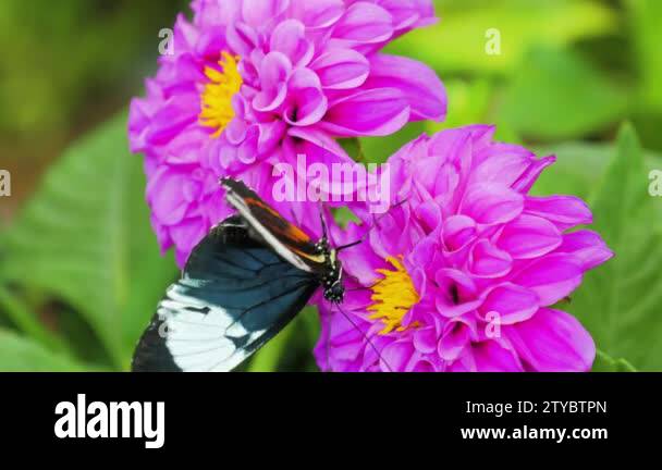 Summer drink dubai Stock Videos & Footage - HD and 4K Video Clips - Alamy