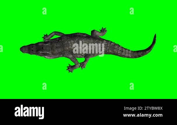 Crocodile walking Stock Videos & Footage - HD and 4K Video Clips - Alamy