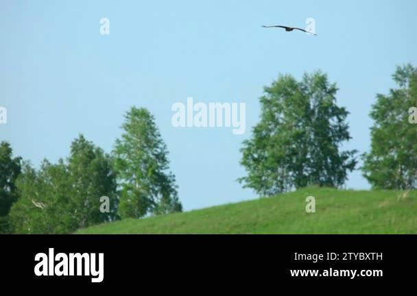 Valley hawk Stock Videos & Footage - HD and 4K Video Clips - Alamy